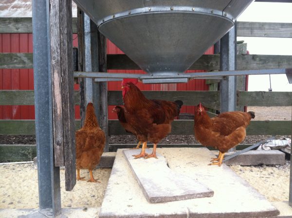 Our First Year with Red Broilers | Faithful Homestead