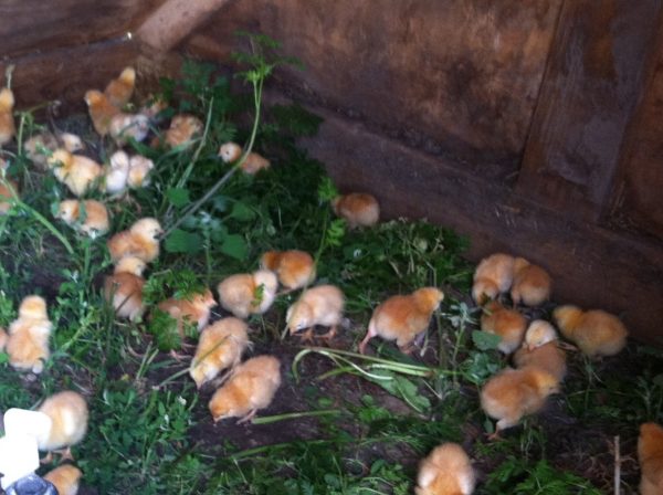 Our First Year with Red Broilers | Faithful Homestead