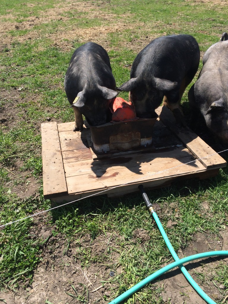 Portable Automatic Waterer | Faithful Homestead